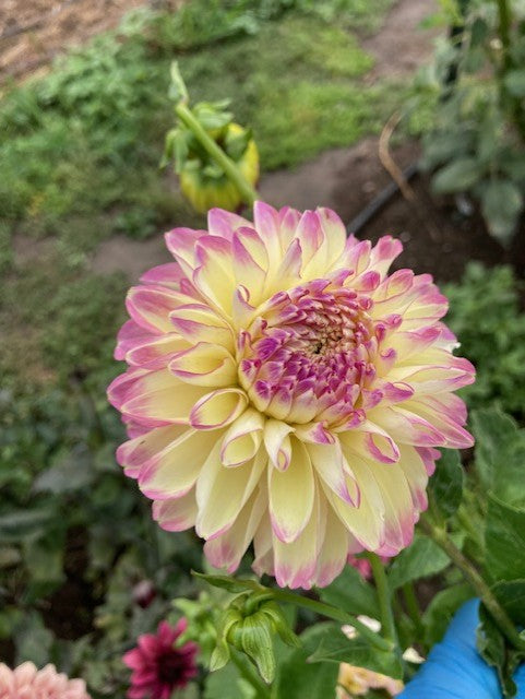 Normandy Dee Gee – Good Scents Flowers