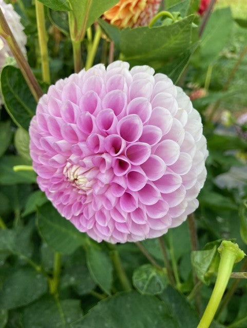 20th Avenue Old Major – Good Scents Flowers