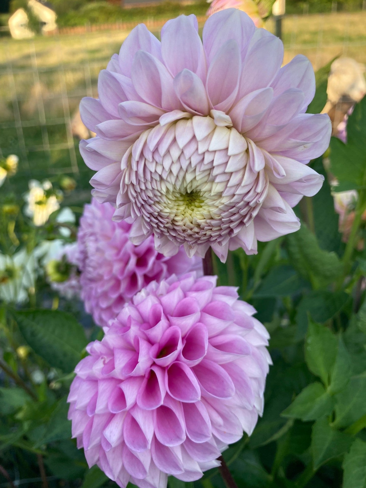 20th Avenue Old Major – Good Scents Flowers