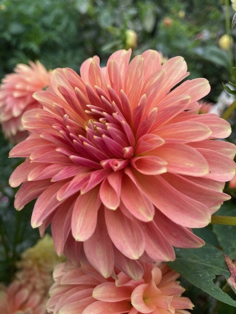 Clearview Pataha – Good Scents Flowers