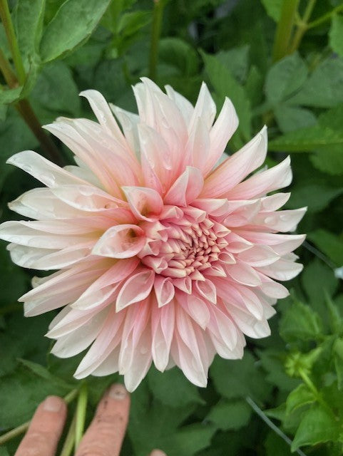 RM's Baby Girl – Good Scents Flowers