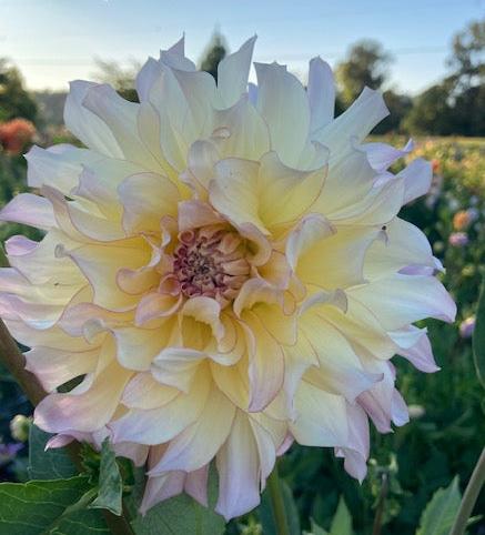 AC Twisp – Good Scents Flowers