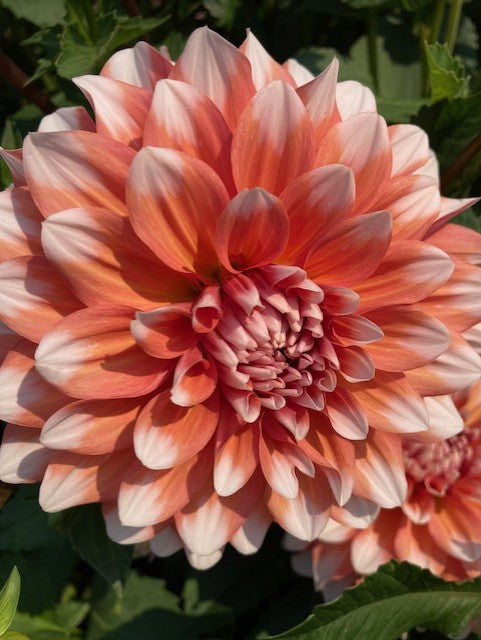 Products – Good Scents Flowers