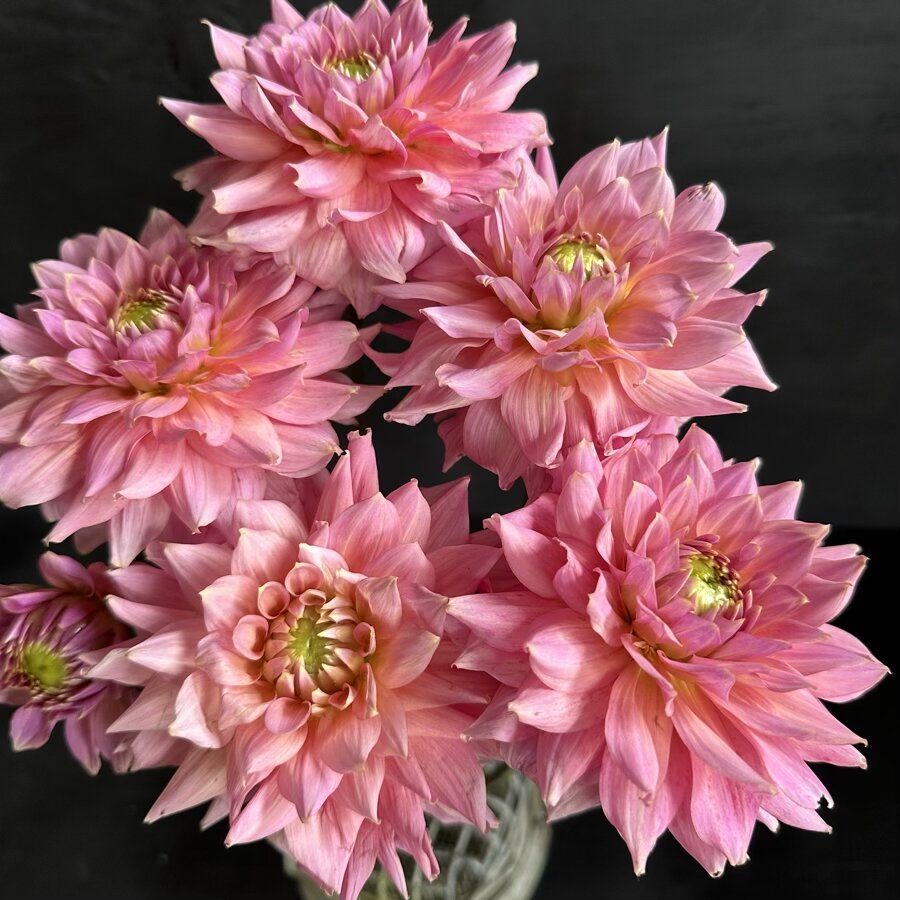 Lee's Betty Collette – Good Scents Flowers