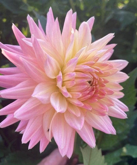 Bo Peep – Good Scents Flowers