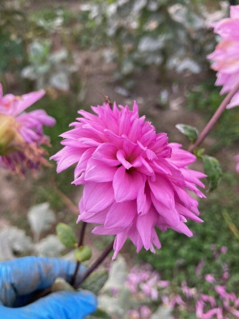 Bloomquist Euphoric – Good Scents Flowers