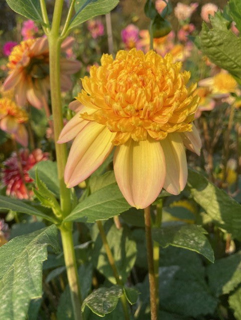 Bloomquist Golden – Good Scents Flowers