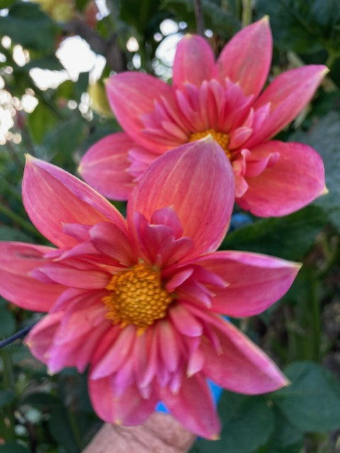 Bloomquist Simple – Good Scents Flowers
