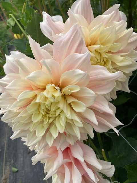 Break Out – Good Scents Flowers
