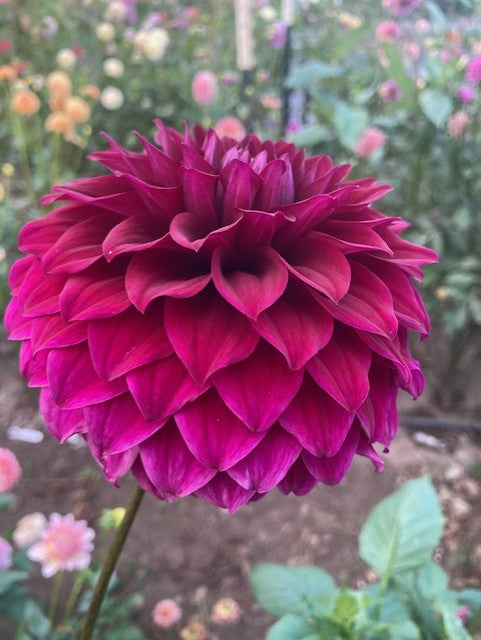 Colleen Mooney – Good Scents Flowers