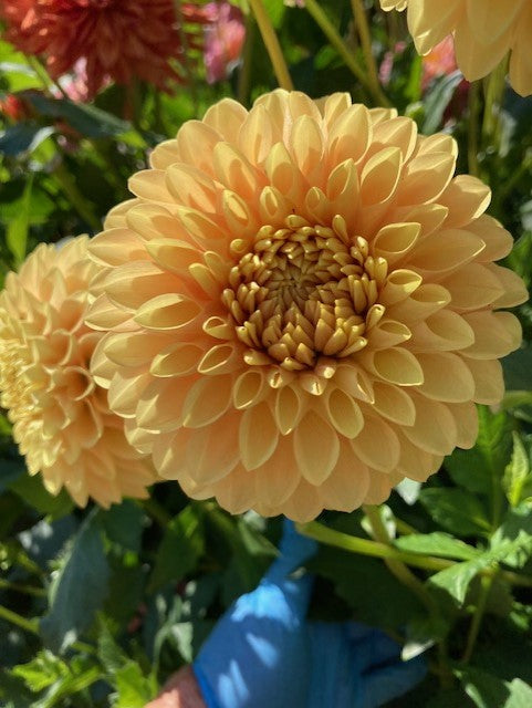 Products – Page 7 – Good Scents Flowers