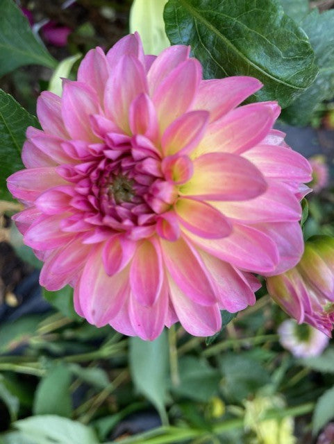 Products – Page 7 – Good Scents Flowers