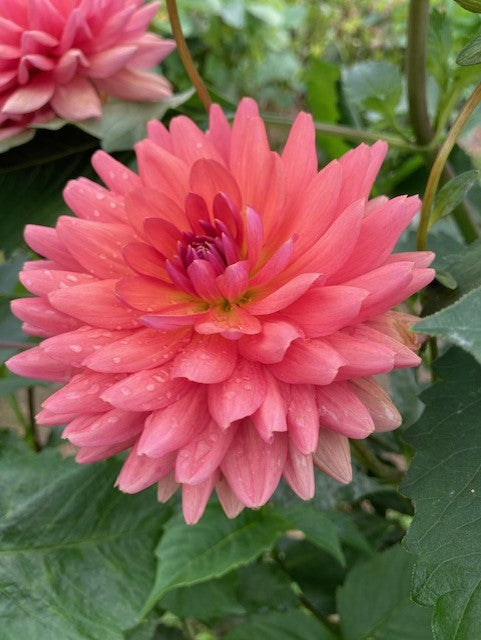 Fawn – Good Scents Flowers