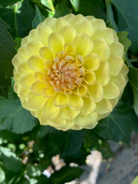 GW's Calhoun Moon (M FD FB) – Good Scents Flowers