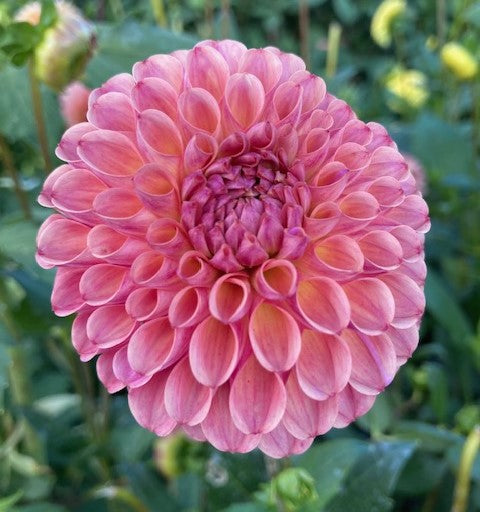 Hapet Coppery – Good Scents Flowers