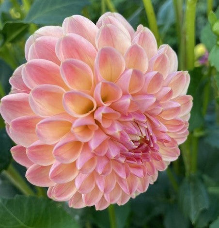 Products – Page 8 – Good Scents Flowers