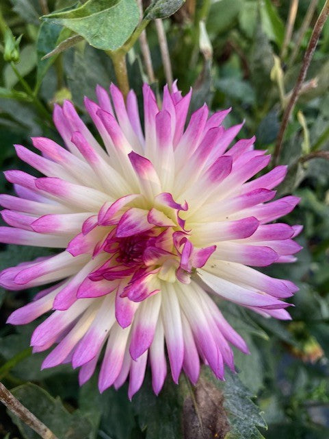 Products – Page 7 – Good Scents Flowers