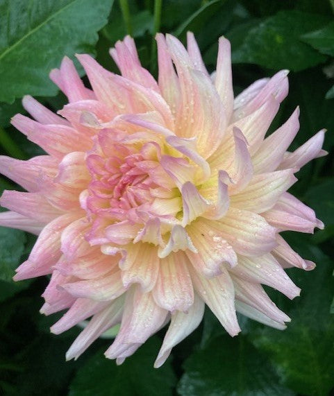 Netherton Cindy – Good Scents Flowers