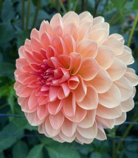 Rose Toscano – Good Scents Flowers