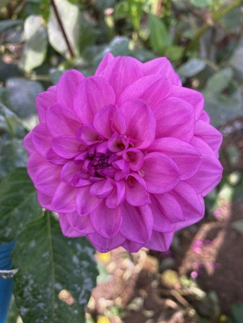 RM Moonlight – Good Scents Flowers