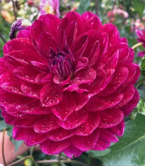 Products – Page 15 – Good Scents Flowers