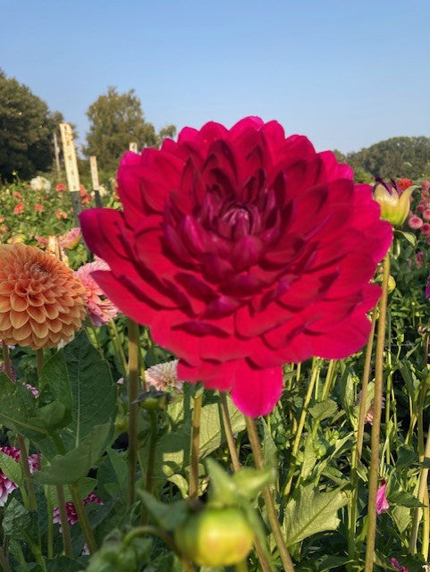 Sandia Claire – Good Scents Flowers