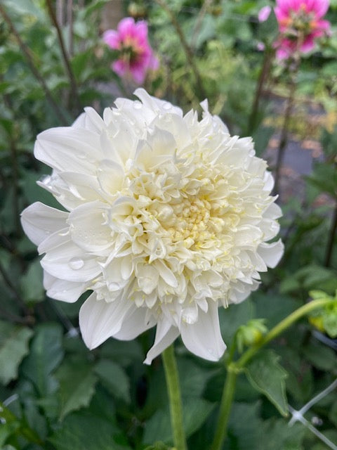 Zahra – Good Scents Flowers