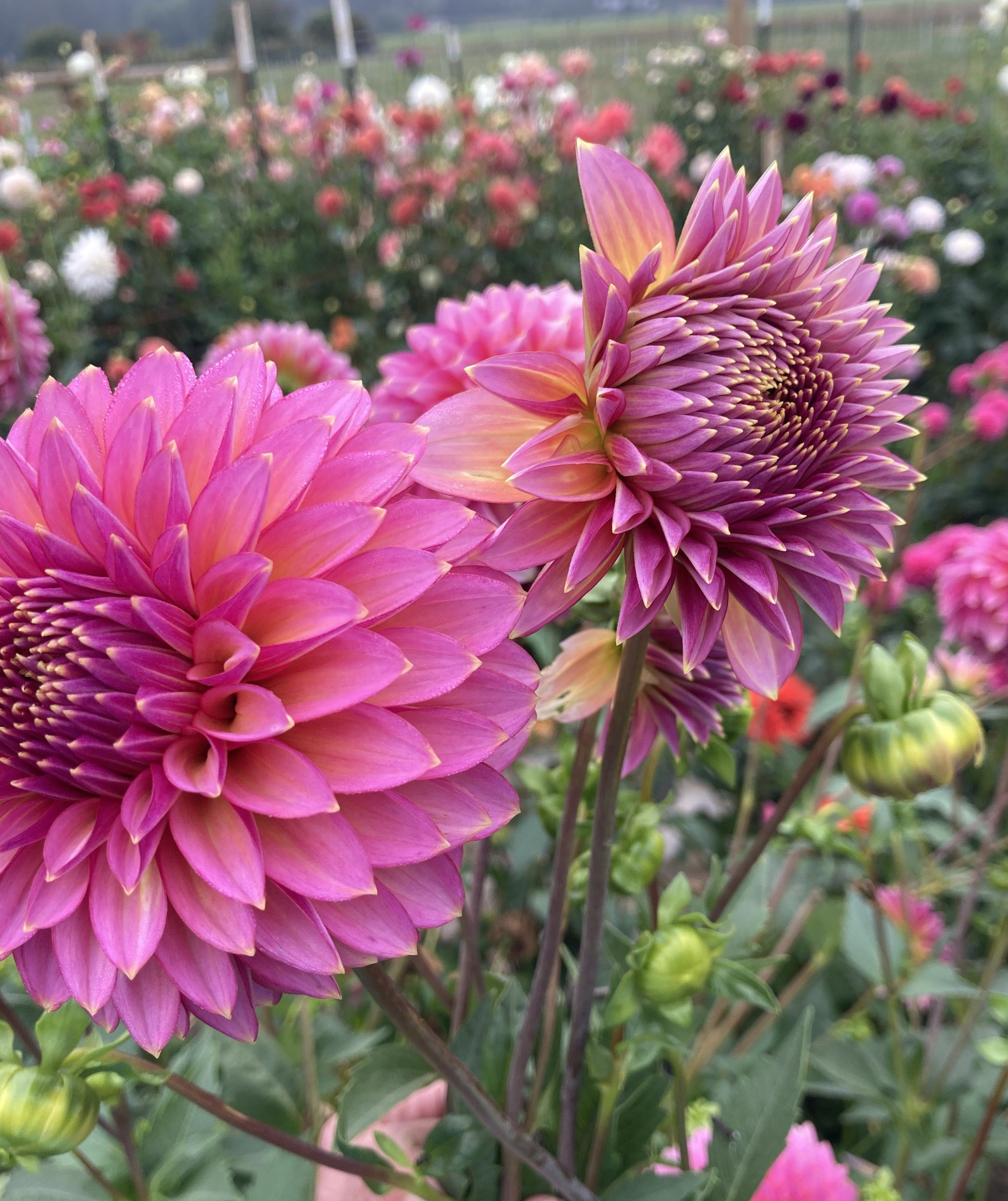 Bloomquist Mojo – Good Scents Flowers