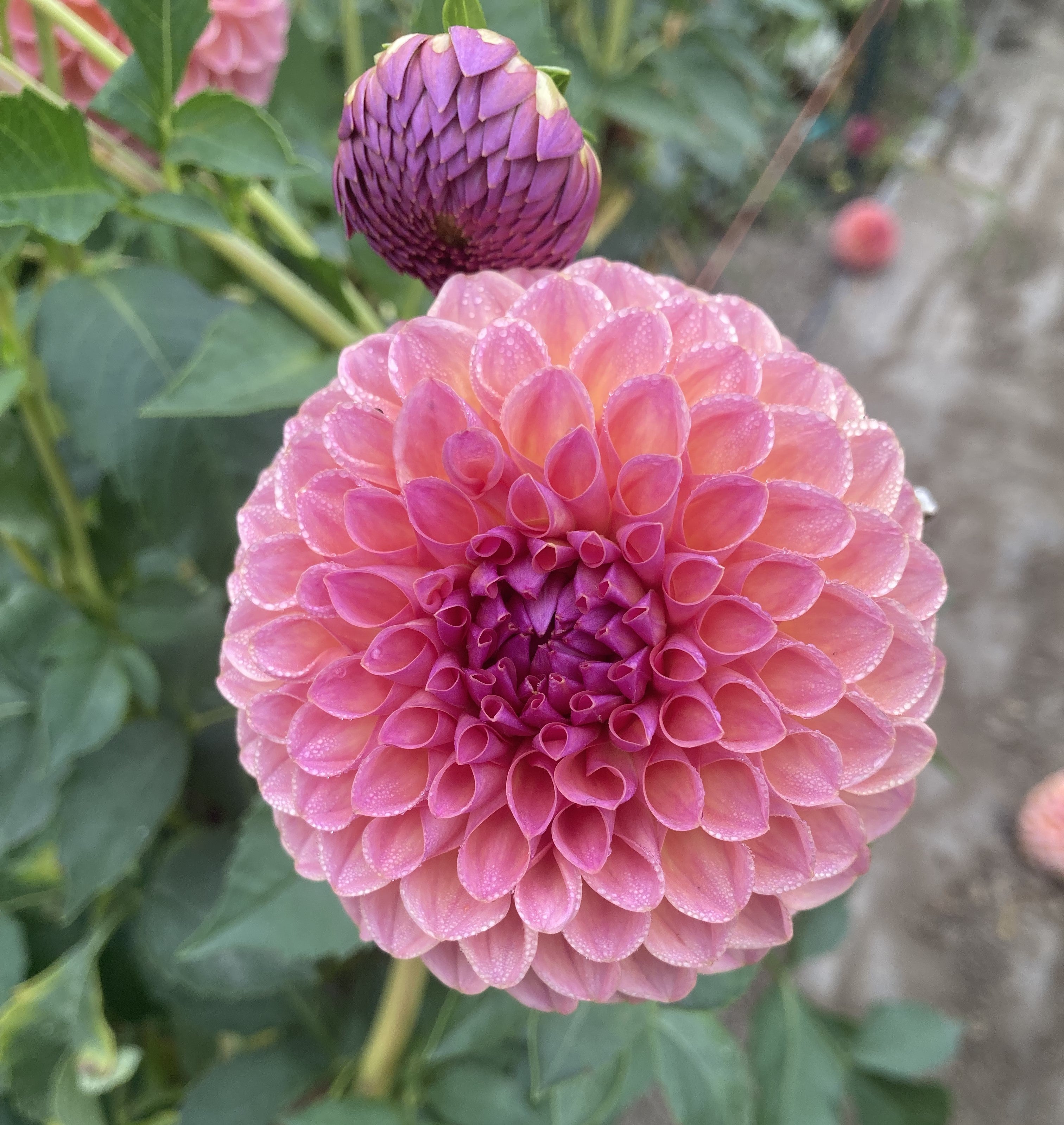 Bracken Rose/Ruse – Good Scents Flowers