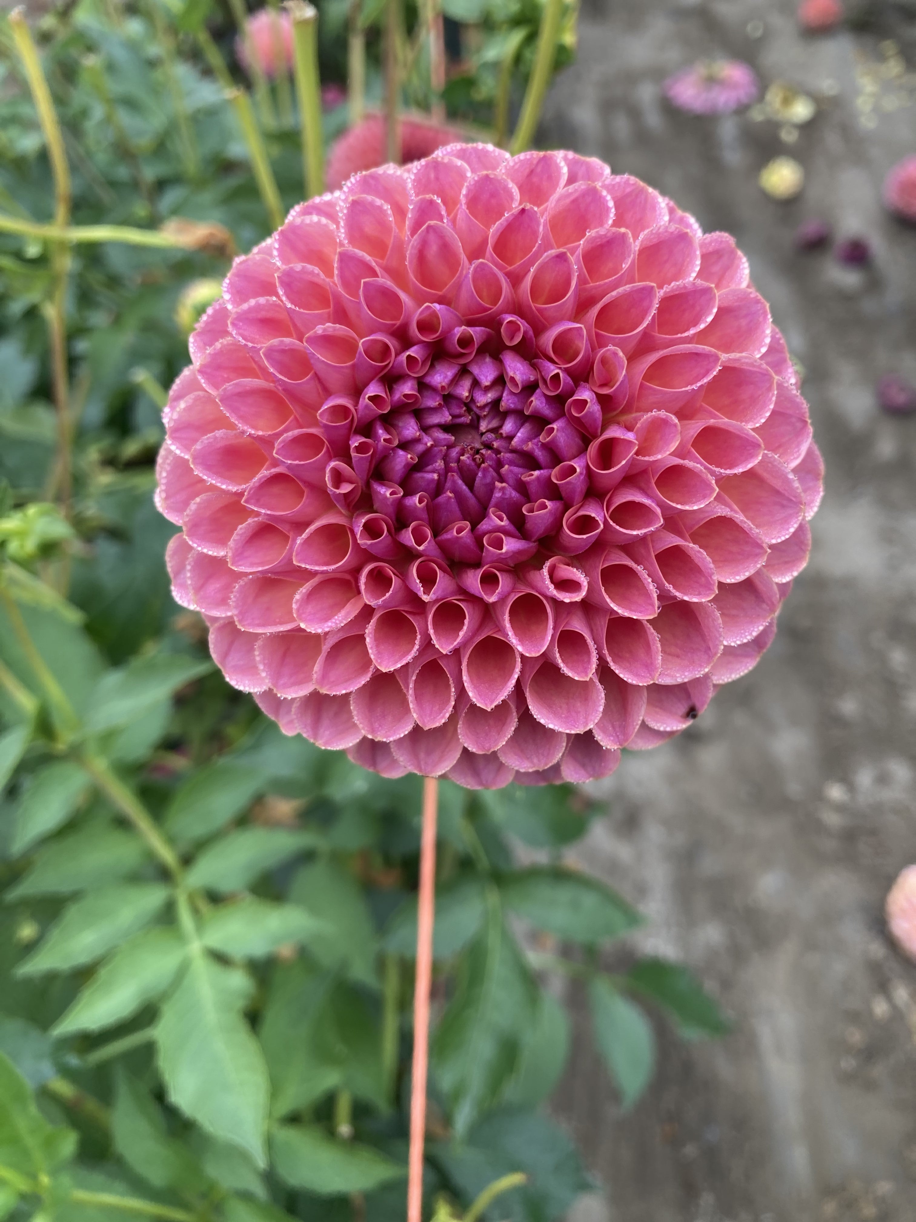 Bracken Rose -- LIMIT 3 – Good Scents Flowers