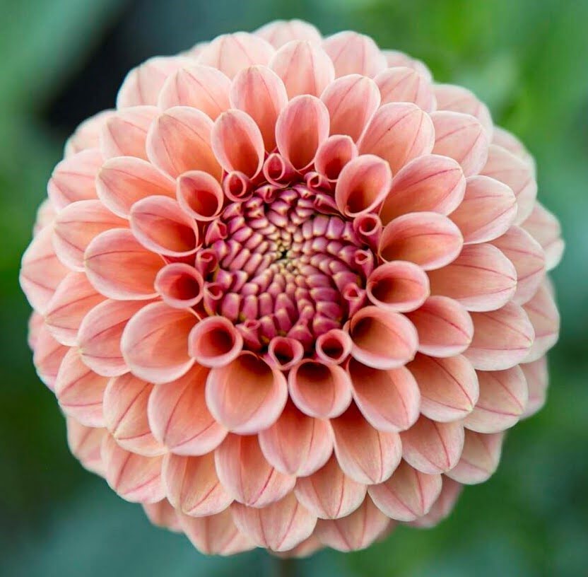 Rose Toscano – Good Scents Flowers